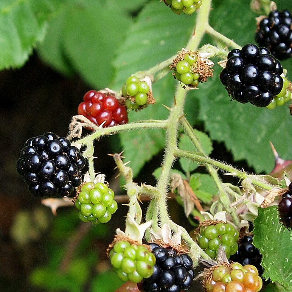 Beerenobst – Gartenprofi Rücklinger